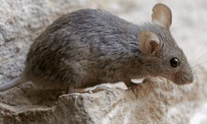 23 Effective Ways on How to Get Rid of Slugs in The House | Deluxe House